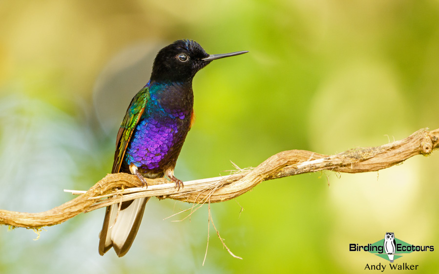 The Very Best of Colombia: The Andes & Chocó - Birding Ecotours