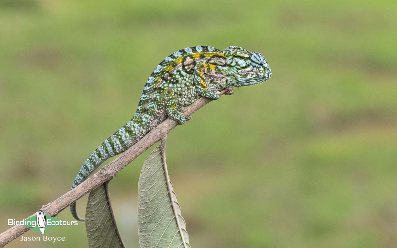 Madagascar Birding Tours - Birding Ecotours