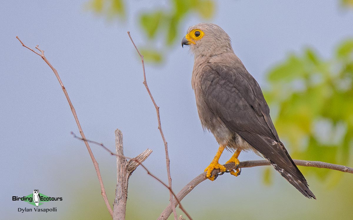 Zimbabwe Birding Tours - Birding Ecotours