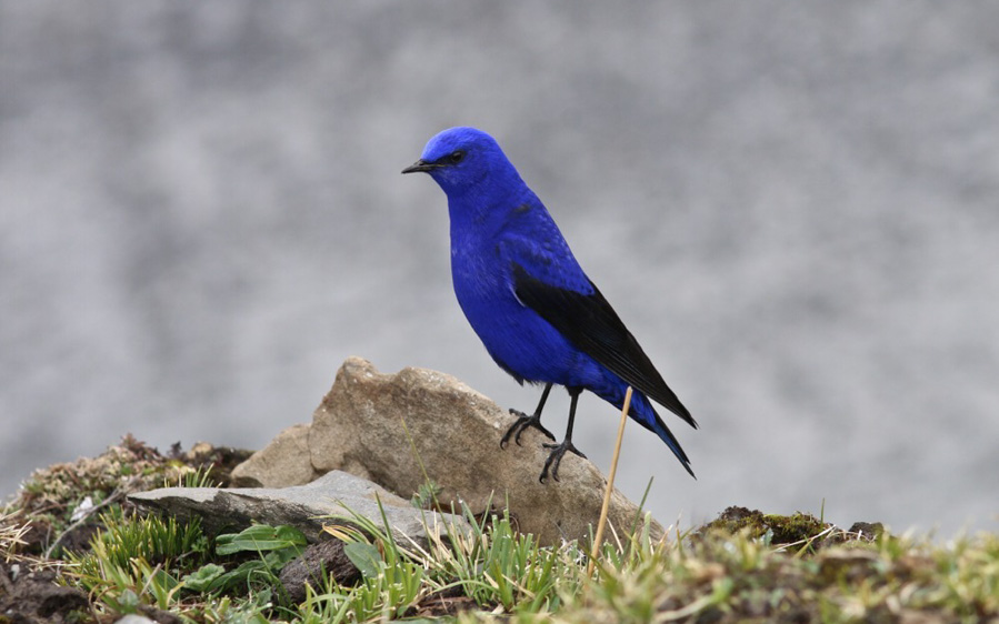 China Birding Tours - Birding Ecotours