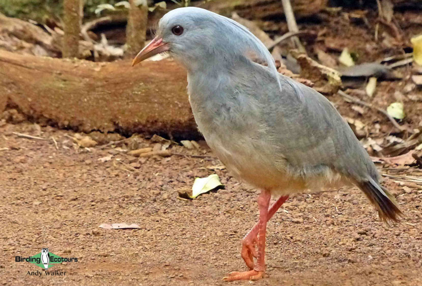 Birding Gallery of Birds from around the world - Birding Ecotours