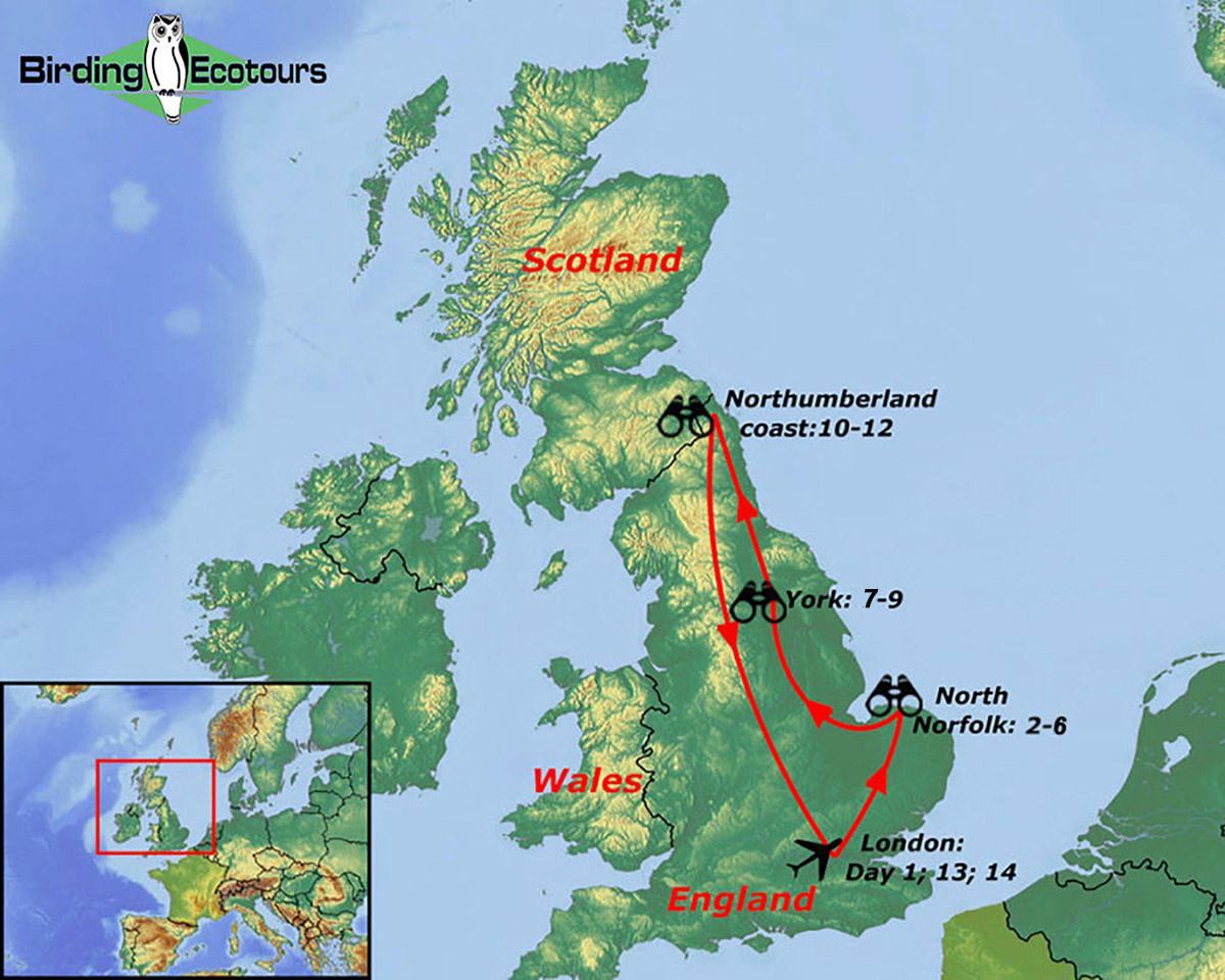 United Kingdom: England Fall Migration Special Tour