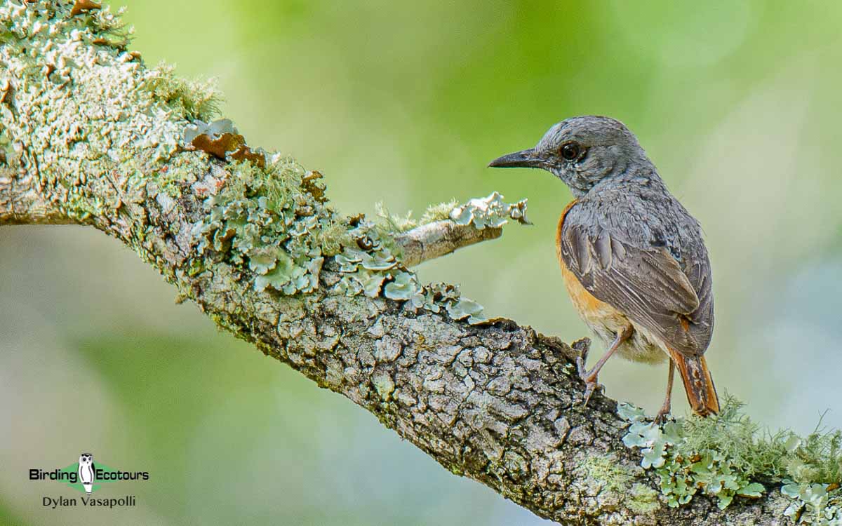 Zimbabwe Birding Tours - Birding Ecotours