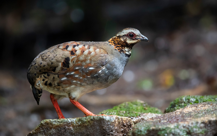 Vietnam Birding Tours - Birding Ecotours