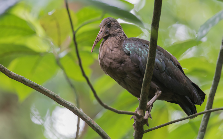 Birding Tour São Tomé and Príncipe: 10-day Birding Adventure