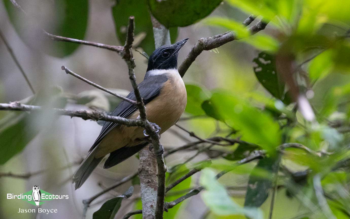 Madagascar Birding Tours - Birding Ecotours