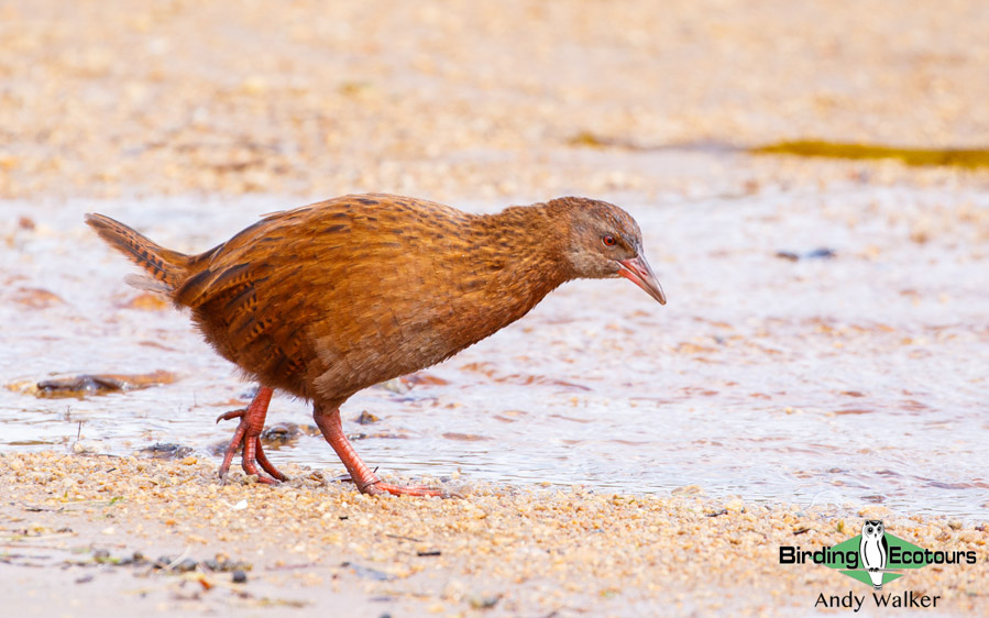 New Zealand: Birding Extravaganza - Birding Ecotours