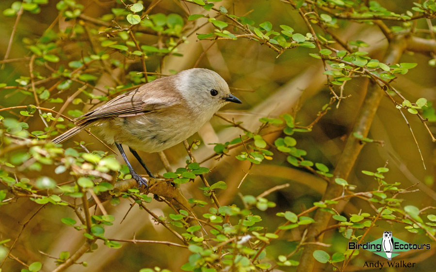 New Zealand Birding Tours - Birding Ecotours
