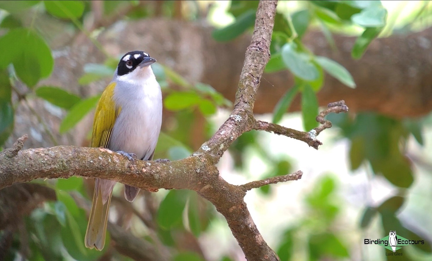 Complete Dominican Republic Birding Tour - Birding Ecotours