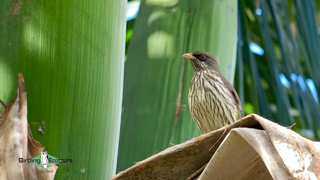 Complete Dominican Republic Birding Tour - Birding Ecotours