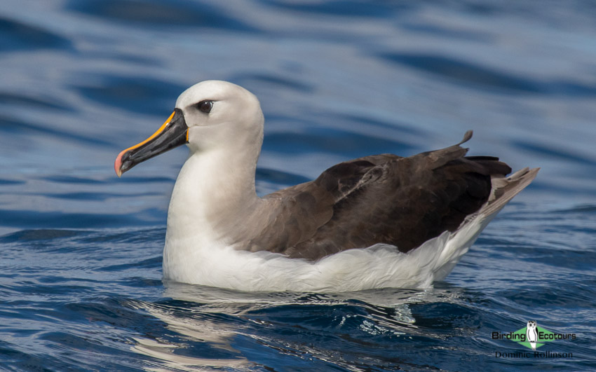 South African Birding Tours - Birding Ecotours