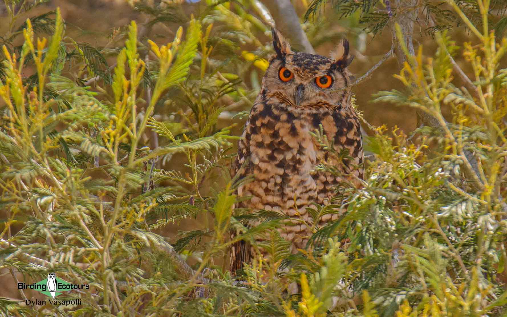 Birding Gallery: Owls of the World - Birding Ecotours