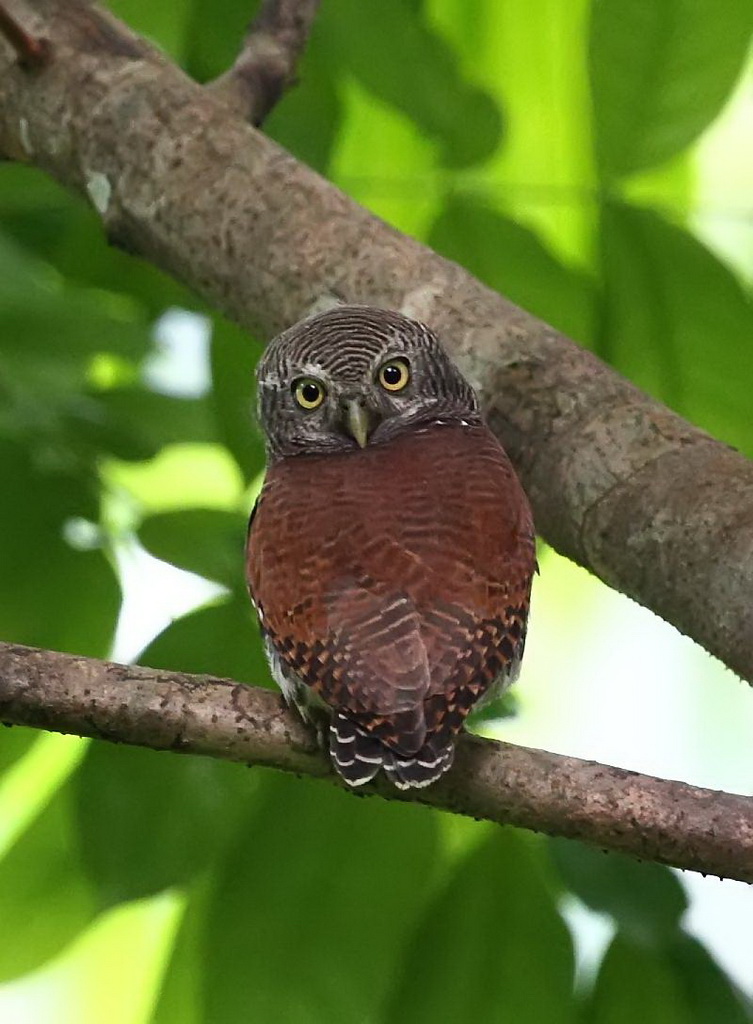 Birding Gallery: Owls of the World - Birding Ecotours