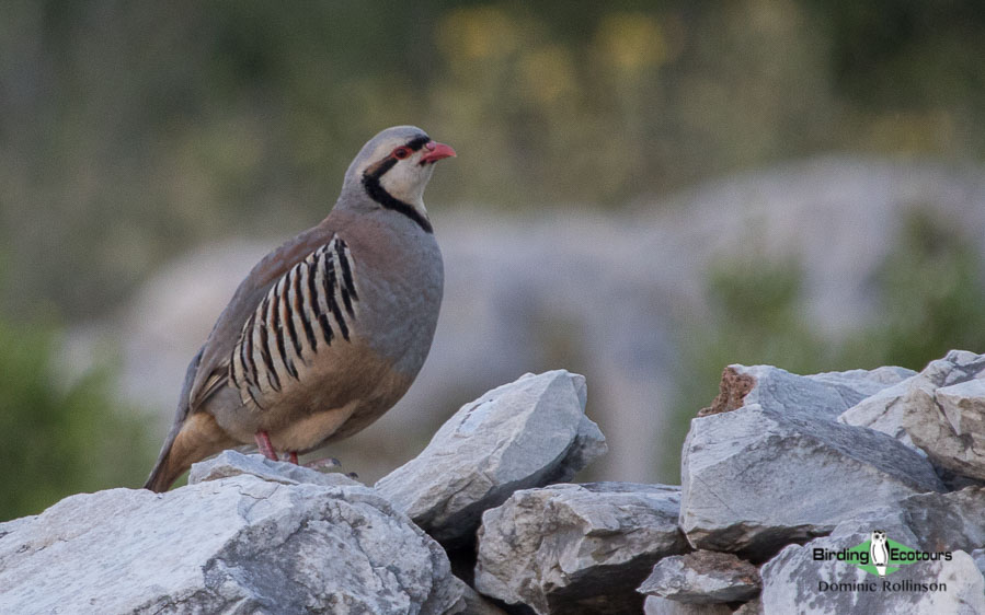 Turkey Birding Tours - Birding Ecotours