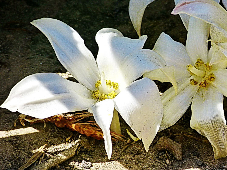 Botanical Birding Gallery - Images by Birding Ecotours