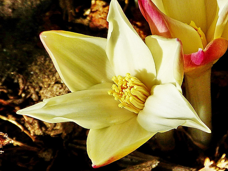 Botanical Birding Gallery - Images by Birding Ecotours