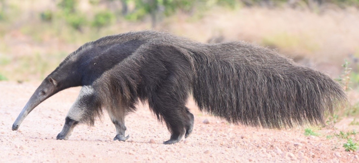 Guyana: The Lost World - Birding Ecotours
