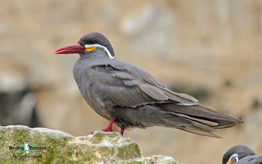 Peru Birding Tours - Neotropical Birding Tours - Birding Ecotours