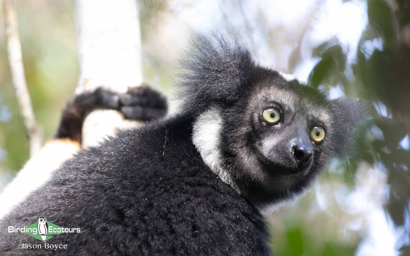 Mammals of the World - Birding Gallery