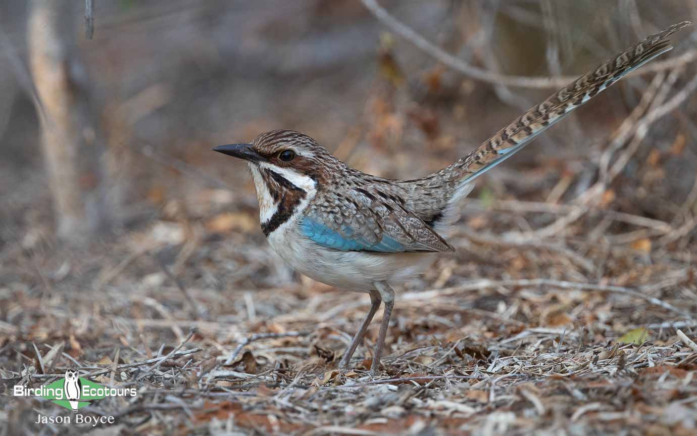 Africa and Madagascar Birding Tours - Birding Ecotours