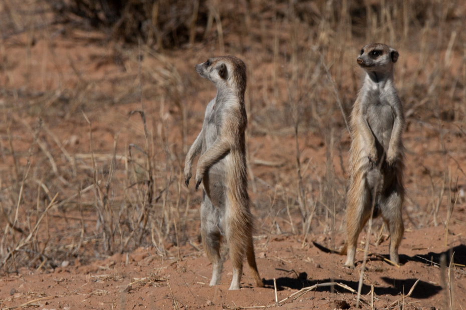 Mammals of the World - Birding Gallery