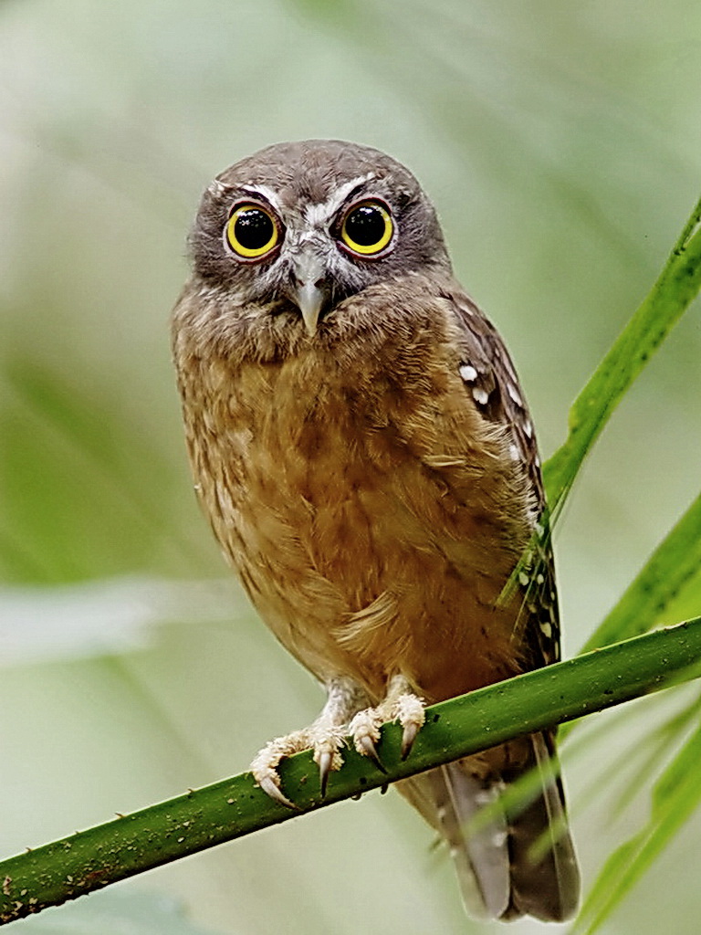 Birding Gallery: Owls of the World - Birding Ecotours
