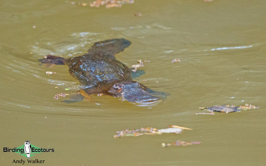 Australia Birding Tours - Birding Ecotours