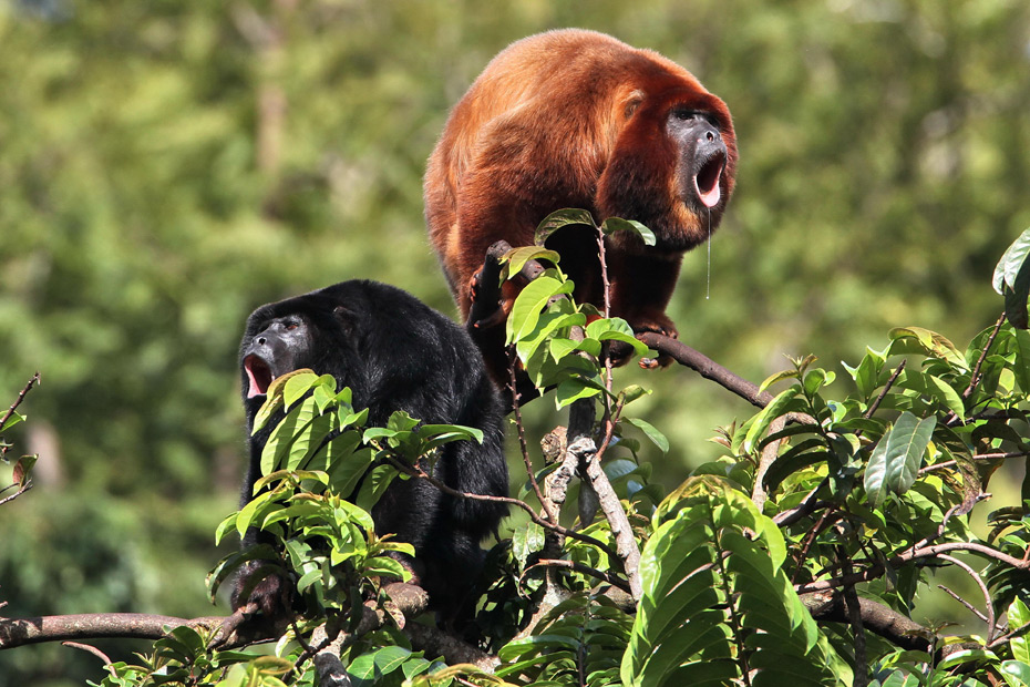 Mammals of the World - Birding Gallery
