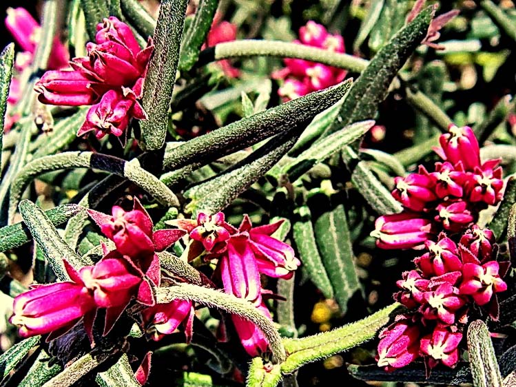 Botanical Birding Gallery - Images by Birding Ecotours