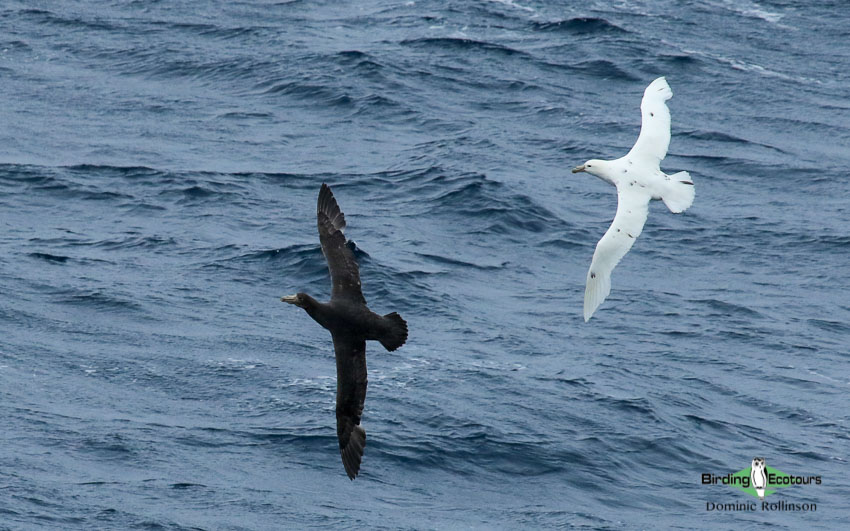 Birding Galleries of Pelagic Trips - Birding Ecotours