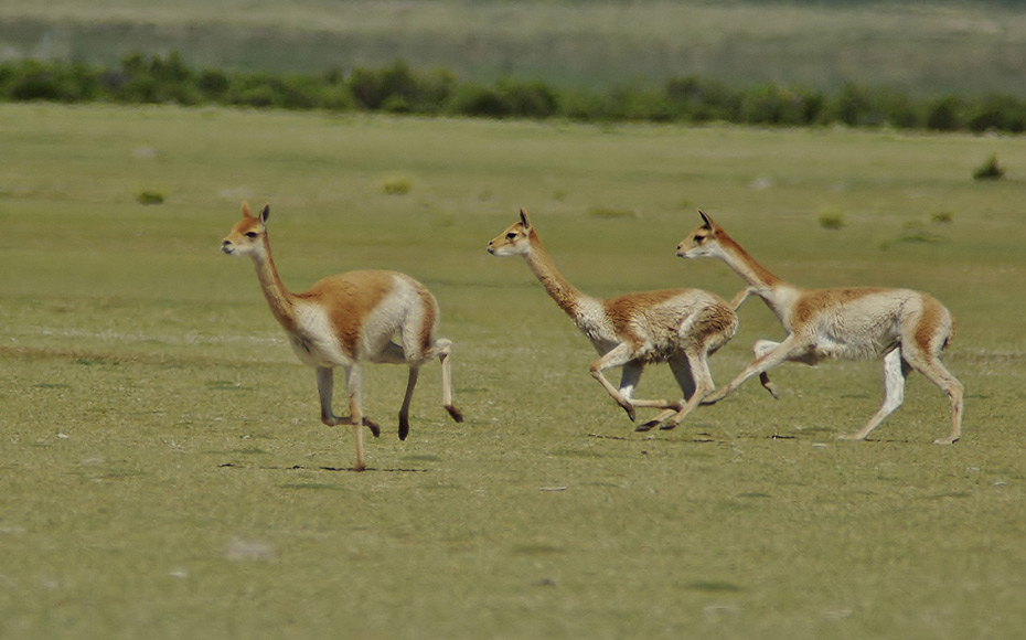 Mammals of the World - Birding Gallery