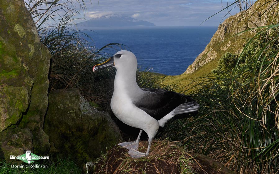 Photographic Birding Gallery - Birding Ecotours Images