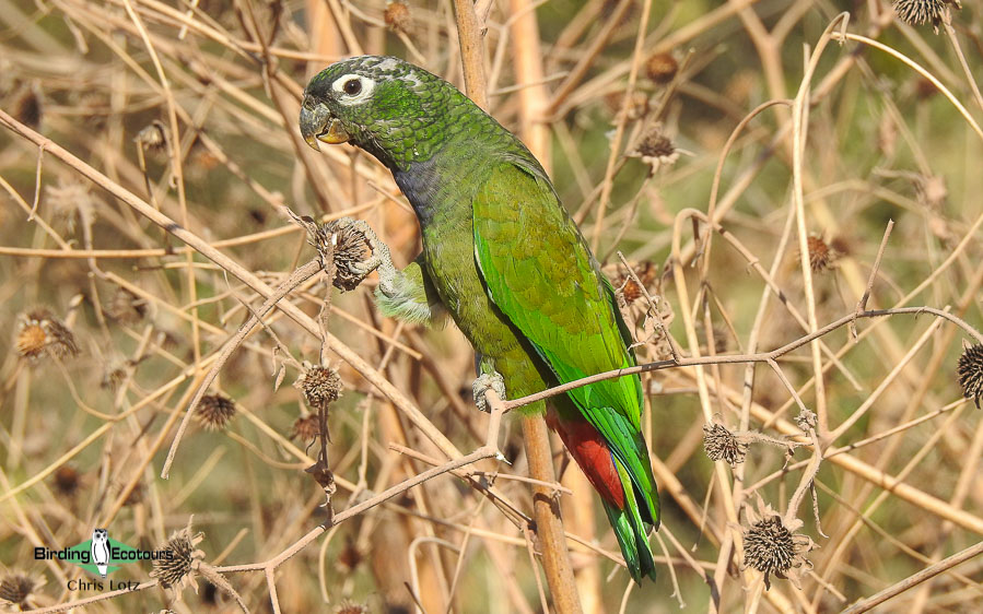 Argentina Birding Tours - Birding Ecotours
