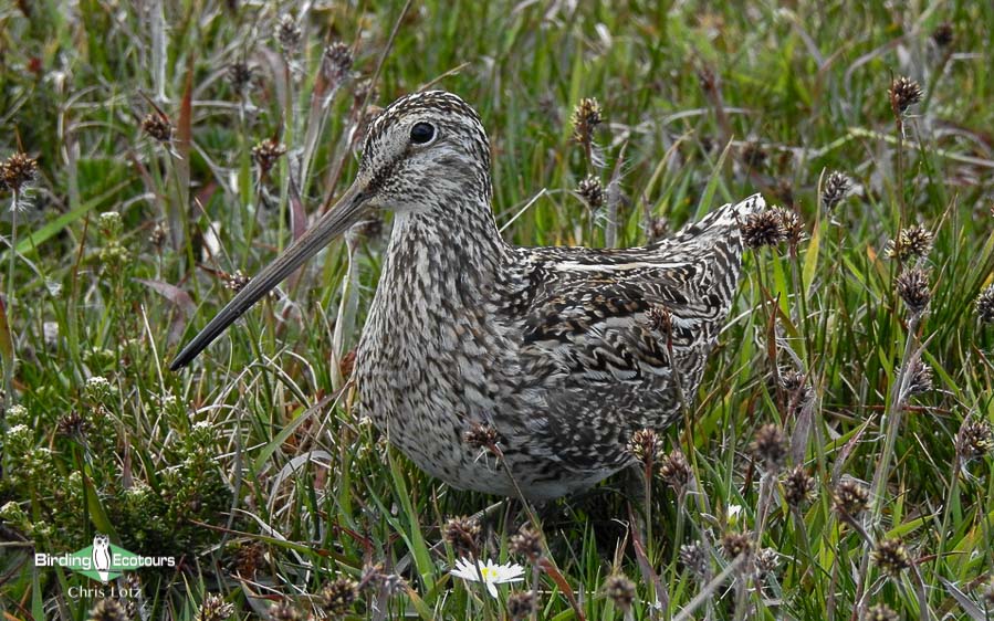 Guyana Birding Tours - Birding Ecotours