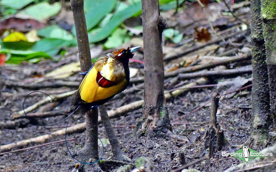 Indonesia Birding Tours - Birding Ecotours