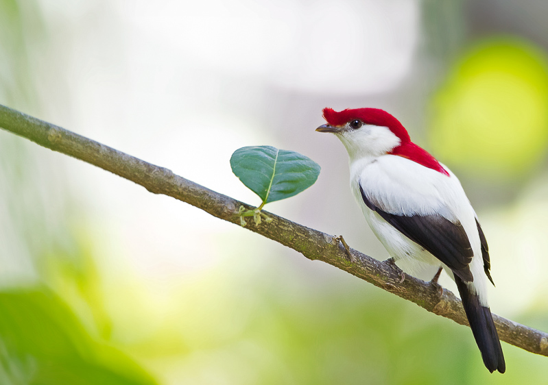 Northeastern Brazil: Araripe Manakin, Lear's Macaw and other endemics