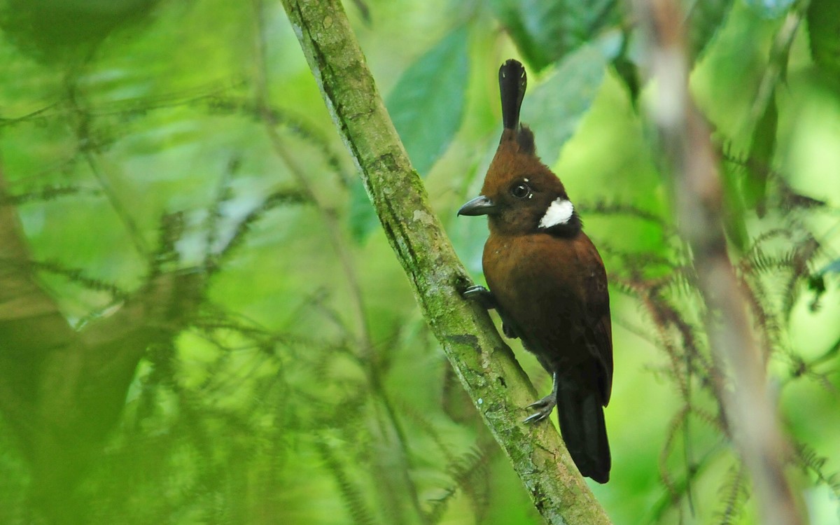 Borneo: Sarawak Family Listing; Rail-babbler & Crested Jay - July 2021