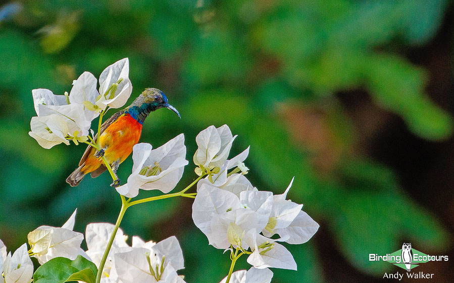 Indonesia: The Lesser Sunda Islands – Comprehensive Tour