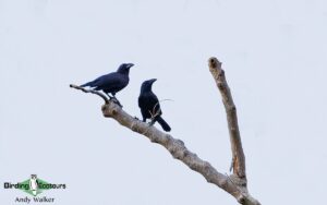 Indonesia: The Lesser Sunda Islands – Comprehensive Tour