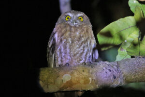 Indonesia: The Lesser Sunda Islands – Comprehensive Tour