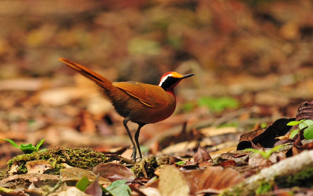 Borneo: Sarawak Family Listing; Rail-babbler & Crested Jay - July 2021