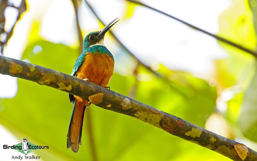 Costa Rica Birding Tours - Birding Ecotours