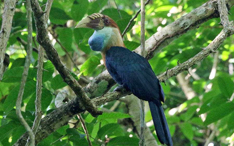 Indonesia: The Lesser Sunda Islands – Comprehensive Tour