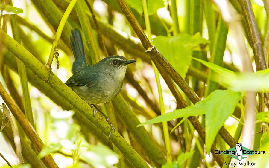 Indonesia: The Lesser Sunda Islands – Comprehensive Tour