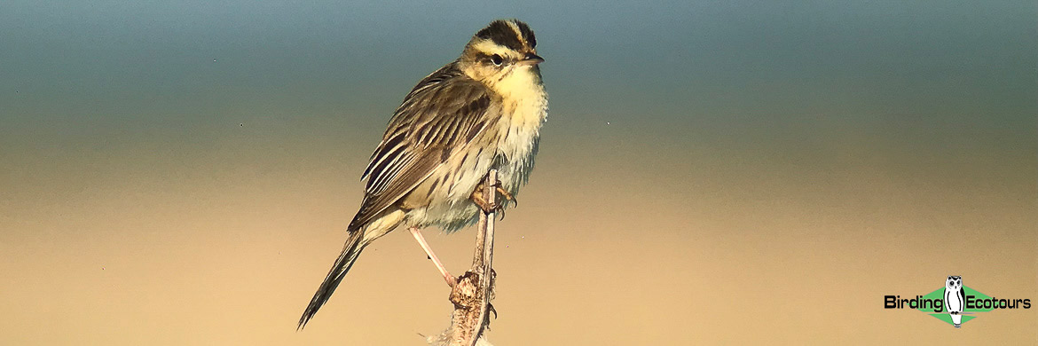 Poland birding: Best of Eastern Europe - Birding Ecotours