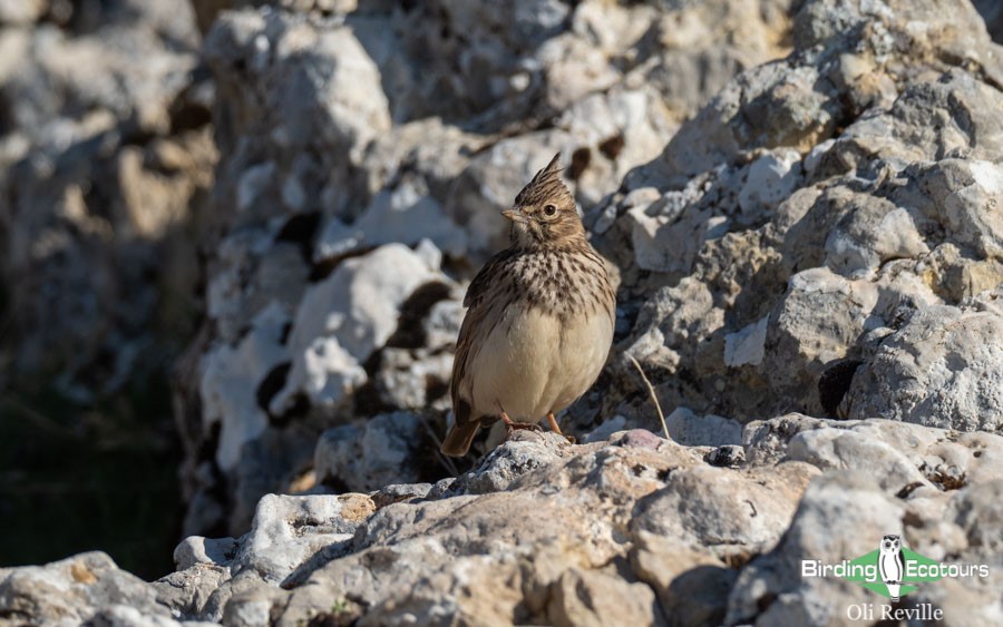 Spain - Birding Andalusia in Fall - Birding Ecotours