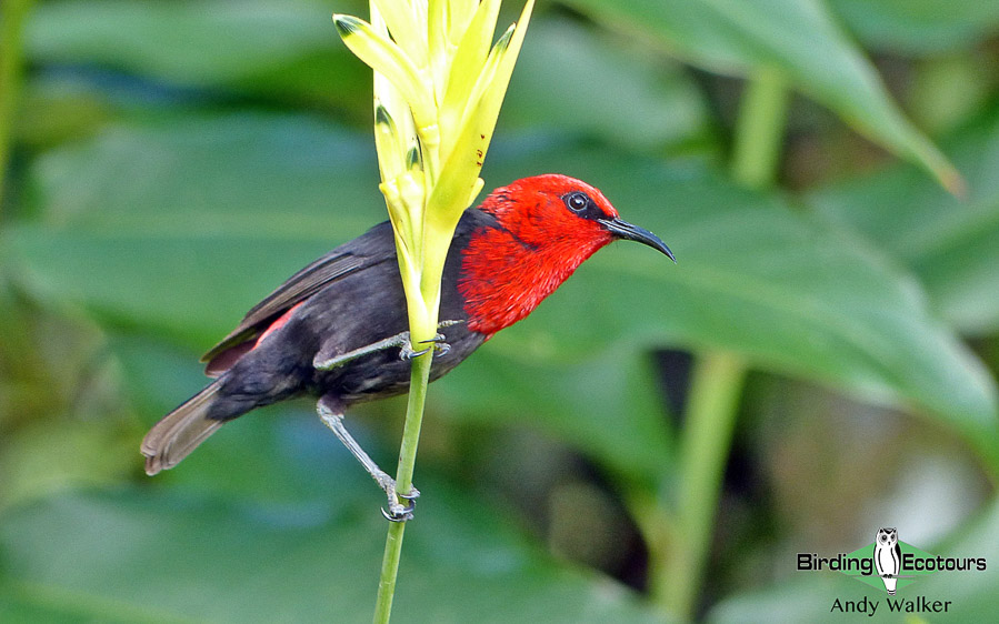 Samoa Birding Tours - Birding Ecotours