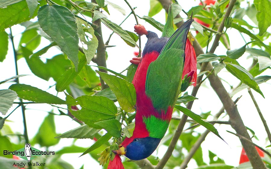 Fiji Birding Tours - Birding Ecotours