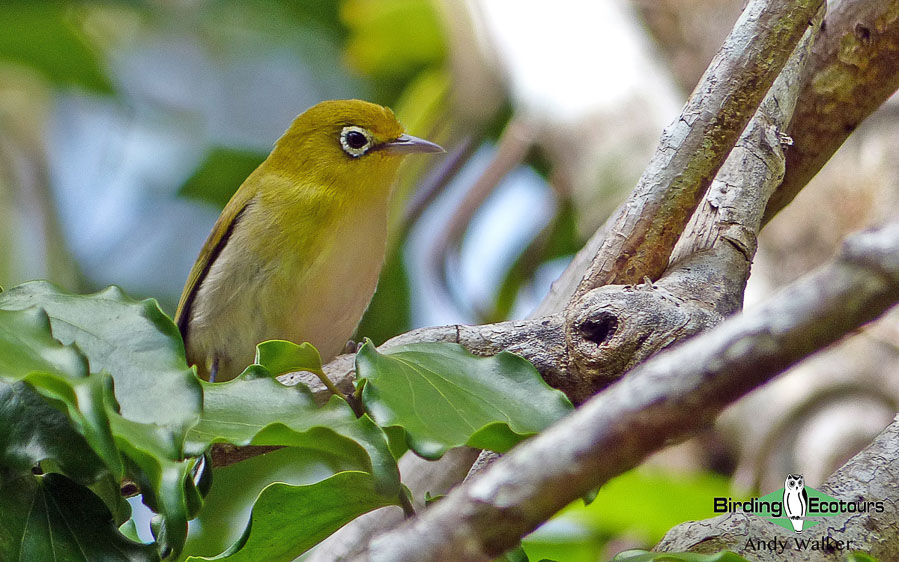 Fiji Birding Tours - Birding Ecotours