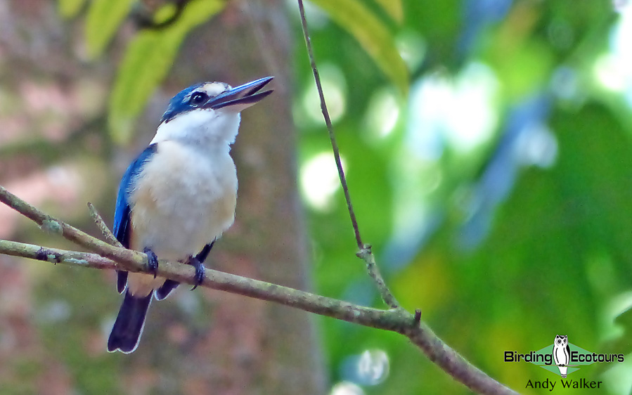 Samoa Birding Tours - Birding Ecotours